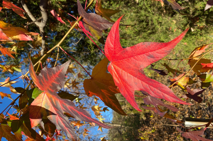 Tree Identification Walk