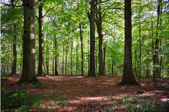 Parks and Recreation Events