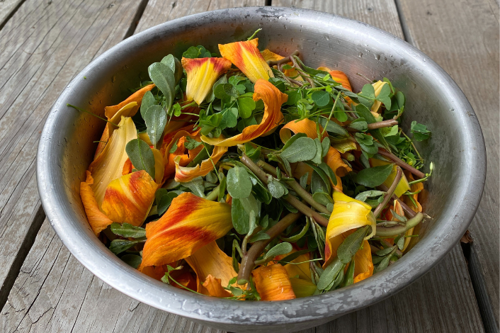 Wild Recipes: Summer Foraging in Your Backyard