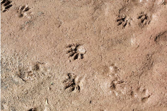 Parks and Recreation Events